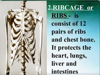 Bones that protect the internal organs.pptx