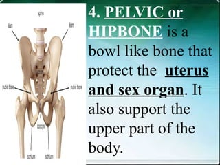 Bones that protect the internal organs.pptx