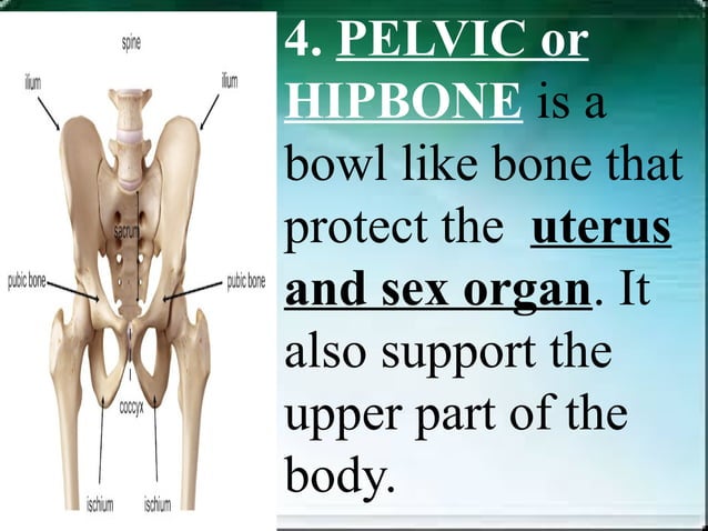 Bones that protect the internal organs.pptx