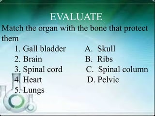 Bones that protect the internal organs.pptx