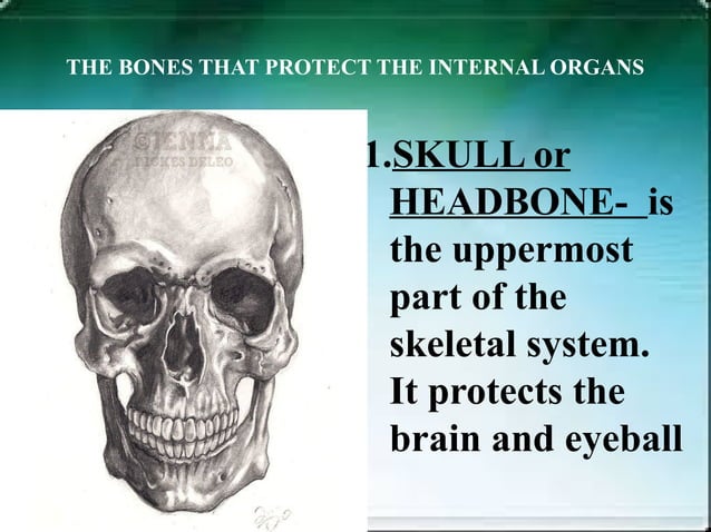 Bones that protect the internal organs.pptx