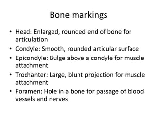 Bone structure | PPTX