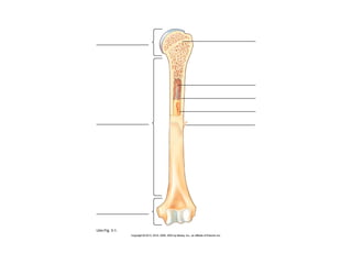 Bone structure | PPT