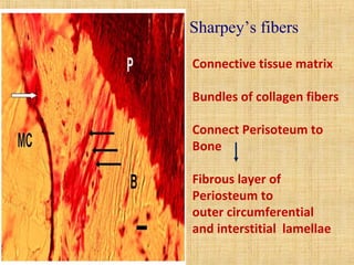 Bone structure and clinical importance | PPT