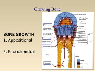 Bone structure and clinical importance | PPT