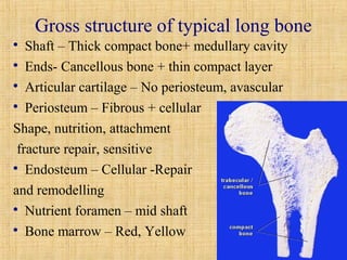 Bone structure and clinical importance | PPT