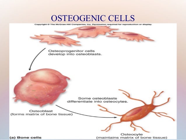 Bone structure and clinical importance