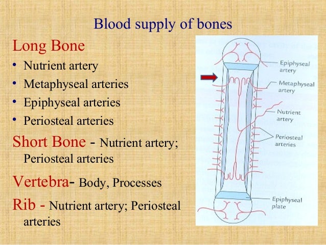 Bone structure and clinical importance