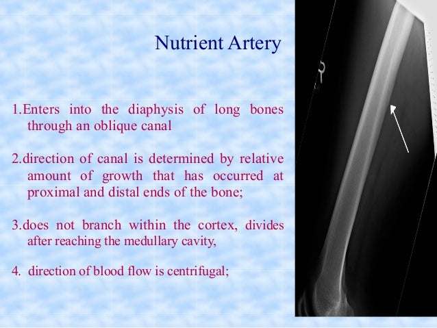 Bone structure and clinical importance