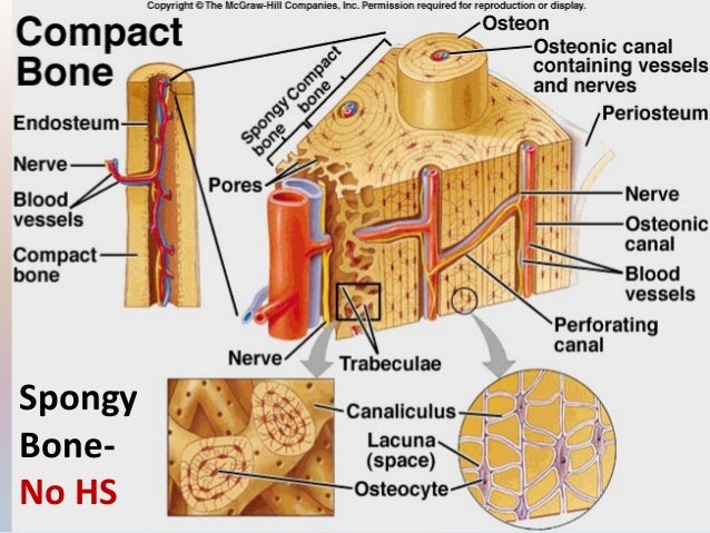 Bone Structure And Clinical Importance