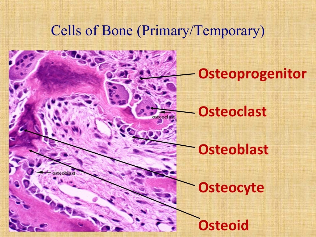 Bone structure and clinical importance