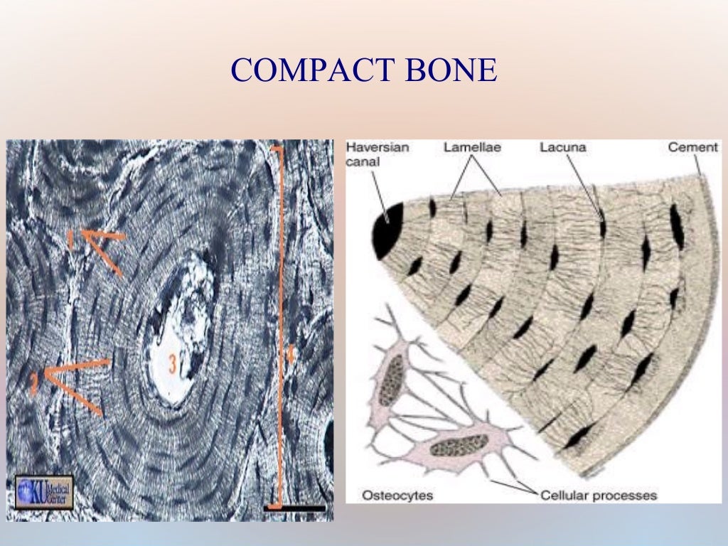 Bone structure and clinical importance