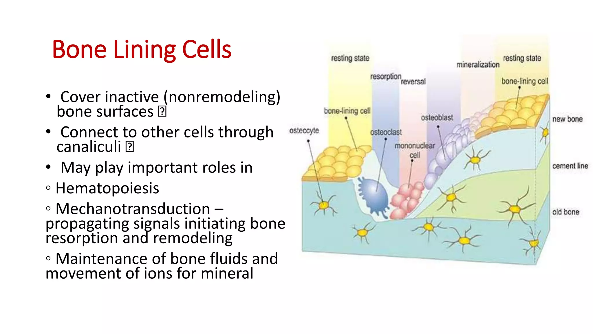 Bone Structure and Composition.pptx