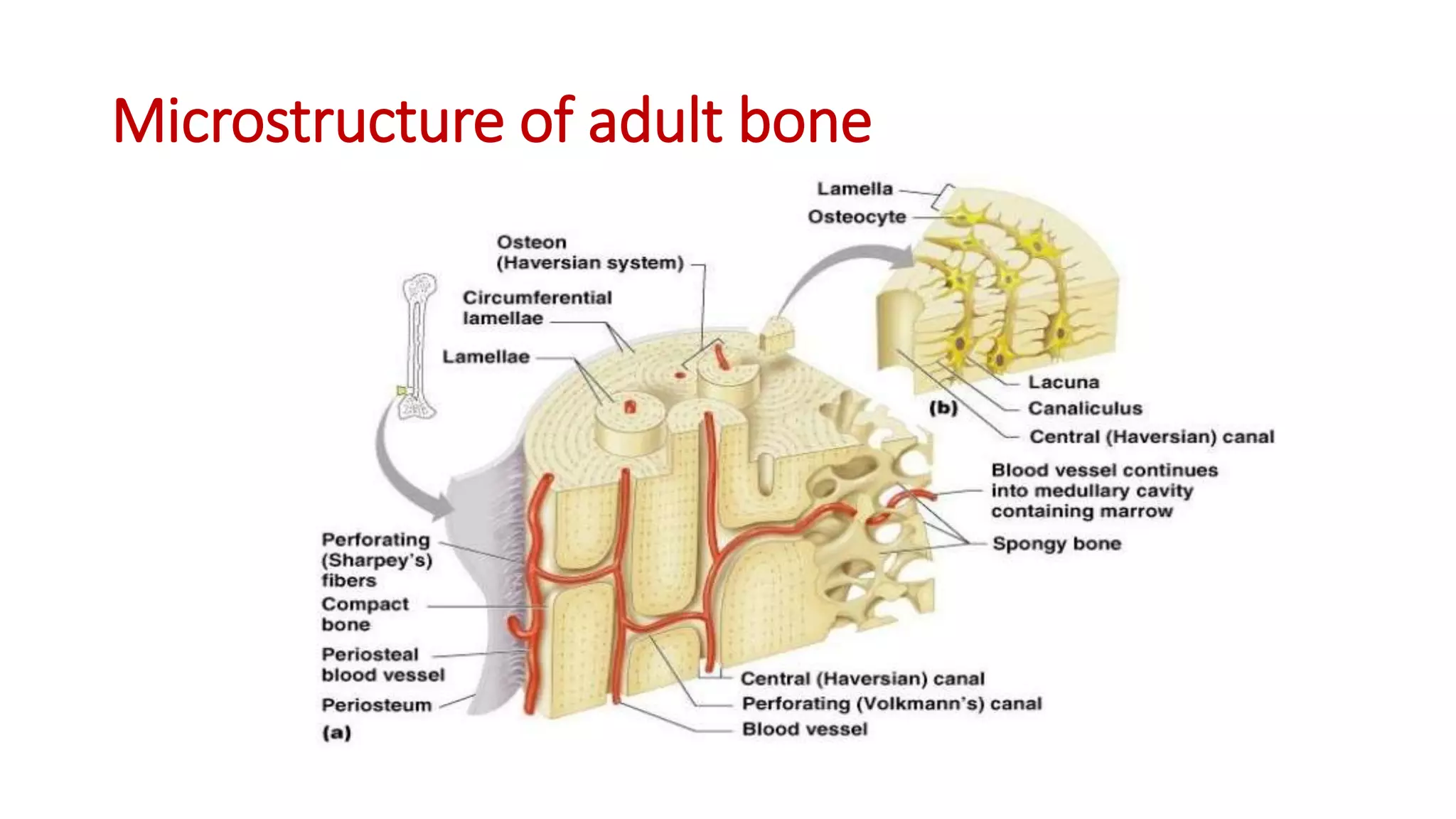 Bone Structure and Composition.pptx