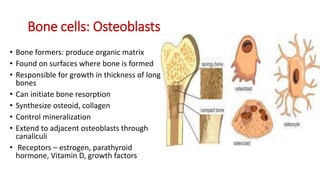 Bone Structure and Composition.pptx