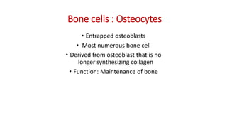Bone Structure and Composition.pptx