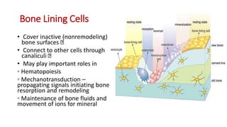 Bone Structure and Composition.pptx