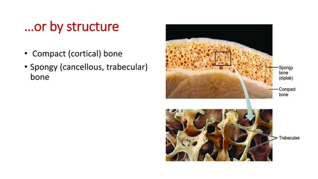 Bone Structure and Composition.pptx | Bone and Joint Conditions ...