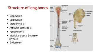 Bone Structure and Composition.pptx