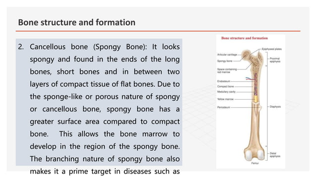 Bone structure and formation.pptx