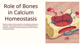 Bone Structure and Function of a human body (1).pptx