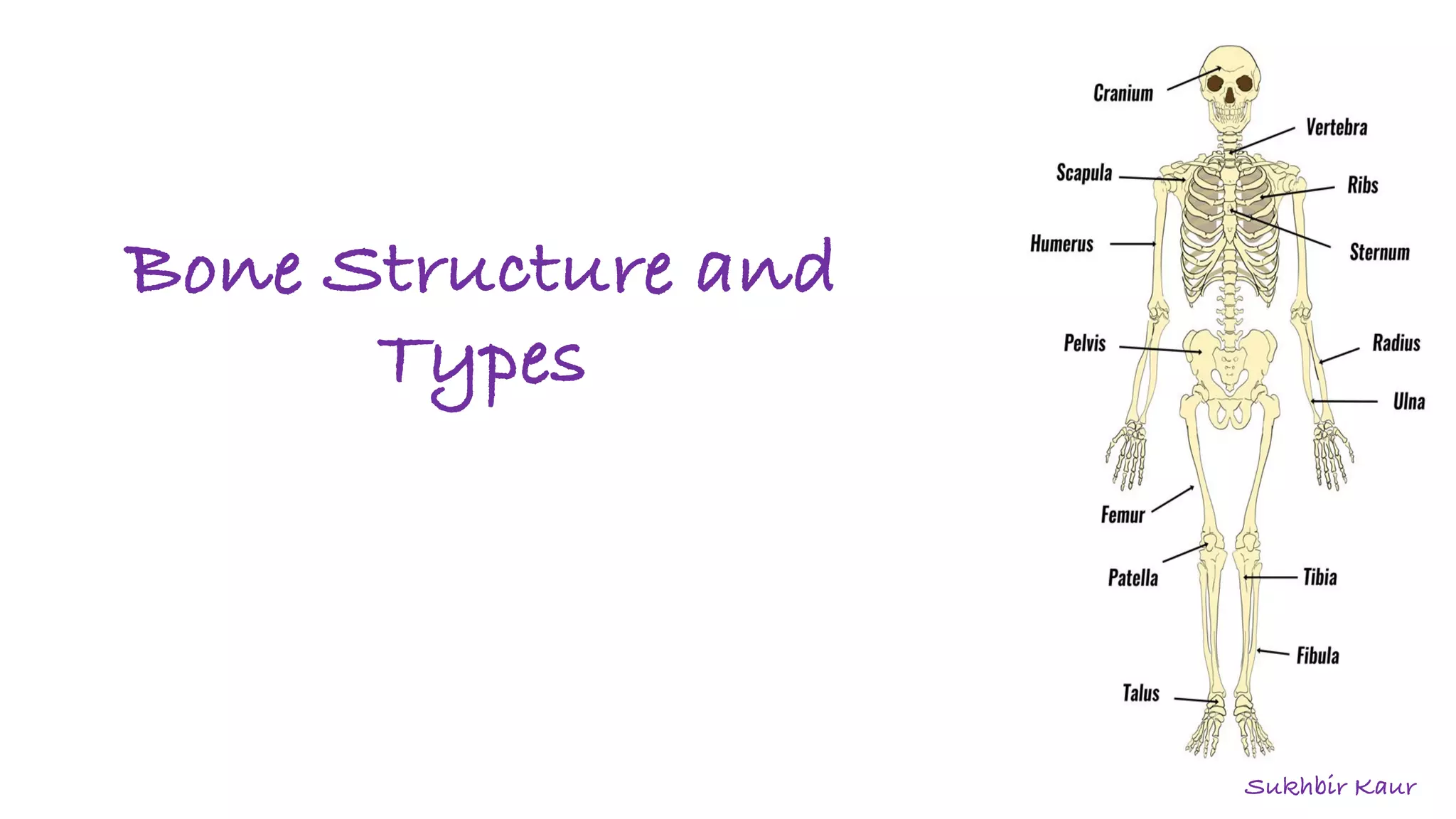 Bone structure and type | PPT | Free Download