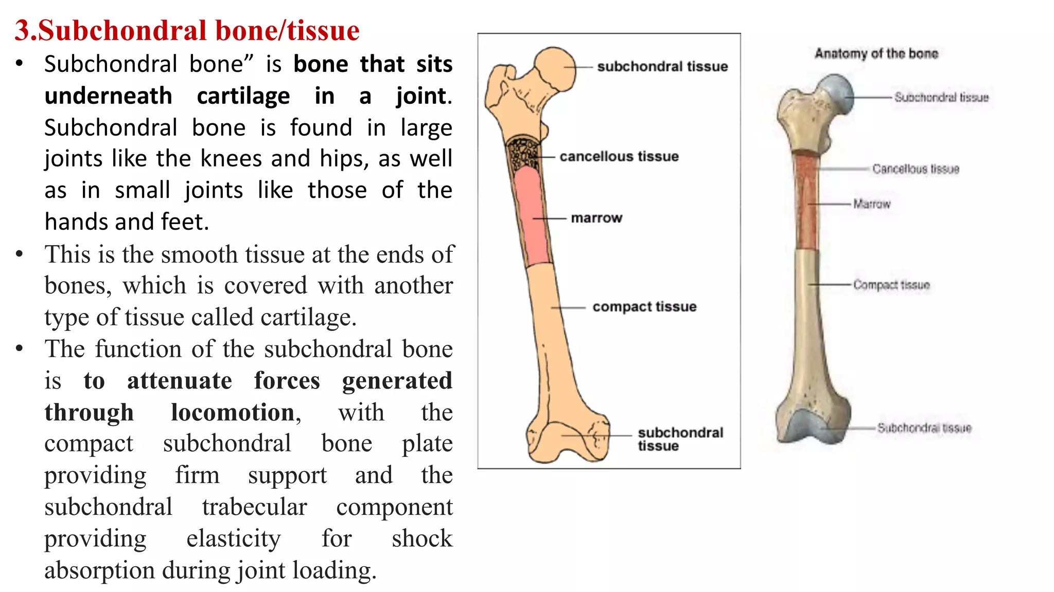 Bone structure and type | PPT