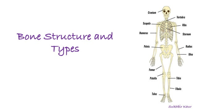 Bone structure and type | PPT | Free Download