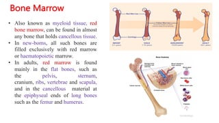 Bone structure and type | PDF