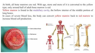 Bone structure and type | PPT | Free Download