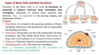 Bone structure and type | PDF