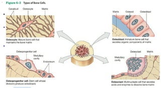 Bone structure and type | PDF