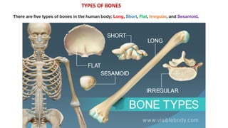 Bone structure and type | PPT