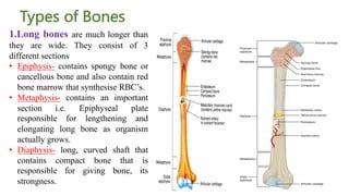 Bone structure and type | PPT
