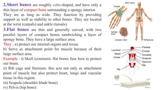 Bone structure and type | PPT