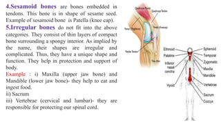 Bone structure and type | PPT