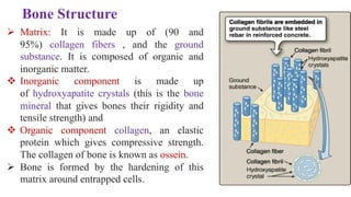 Bone structure and type | PPT