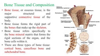 Bone structure and type | PPT