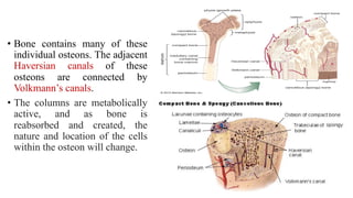 Bone structure and type | PDF