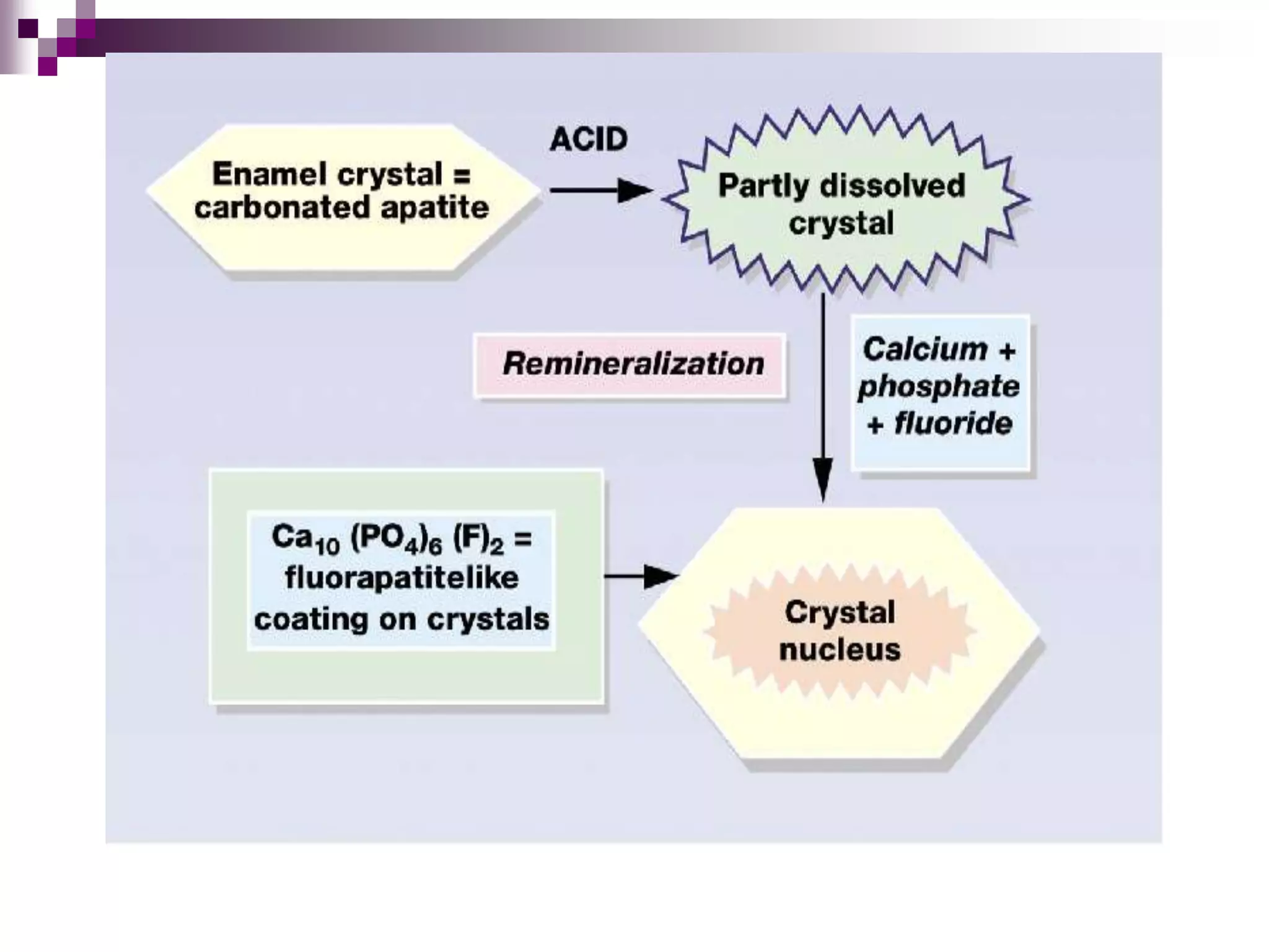 Chemical Composition of Teeth | PPTX