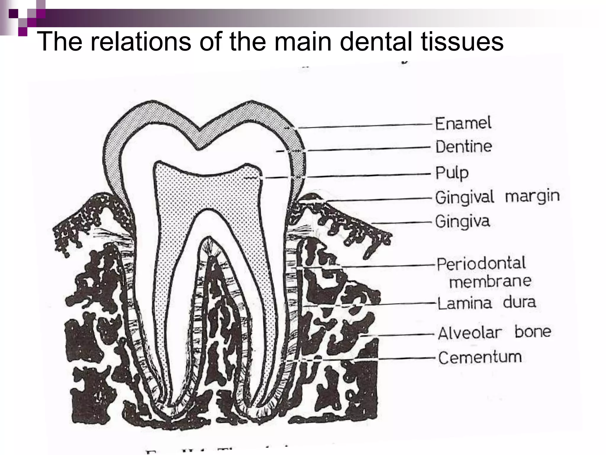 Chemical Composition of Teeth | PPTX