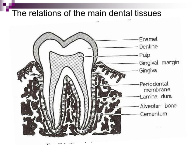 Chemical Composition of Teeth | PPTX