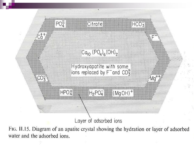 Chemical Composition of Teeth | PPTX