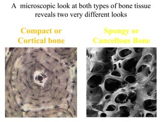 Bone tissue | PPT