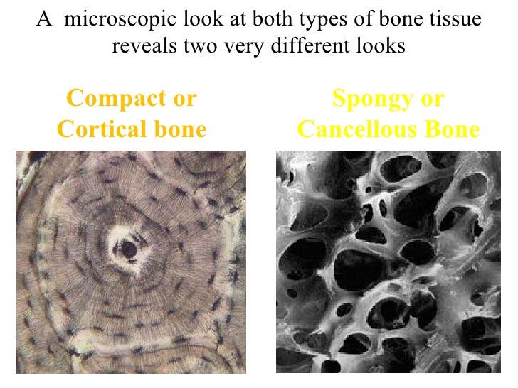Bone Tissue Bone Tissue