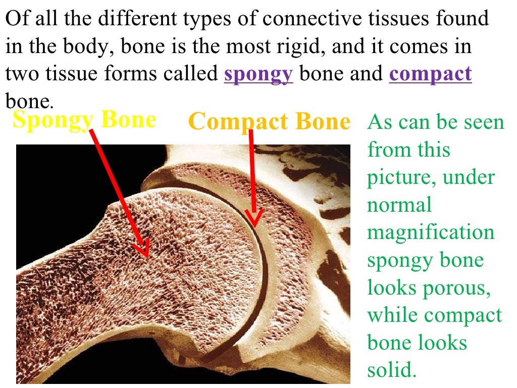 Bone Tissue