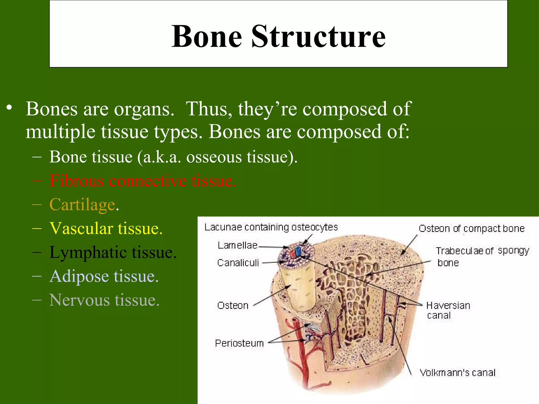 Bone tissue | PPT