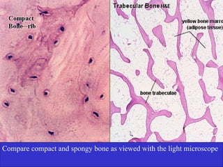 Normal Trabecular Bone Histology