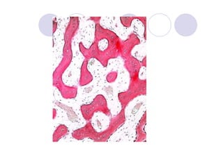 Bone tissue | PPT