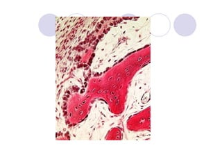 Bone tissue | PDF